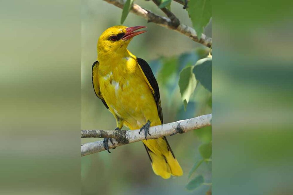 Pirol - Biologische Station Haseniederung e.V.