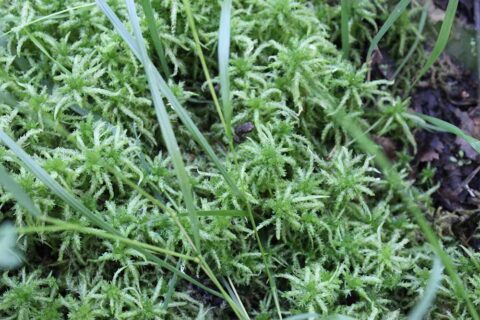 Torfmoose - Biologische Station Haseniederung e.V.